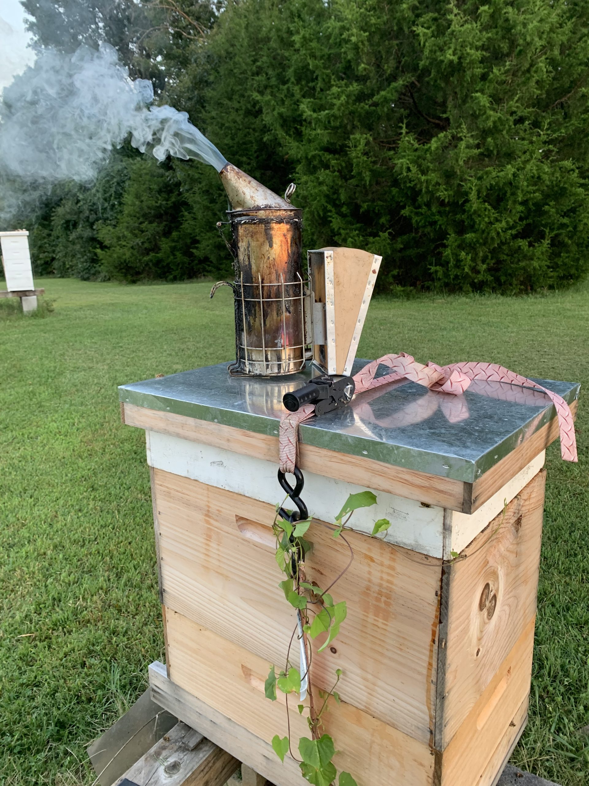 What’s New in the Bee Yard? – The Bumbling Beekeeper