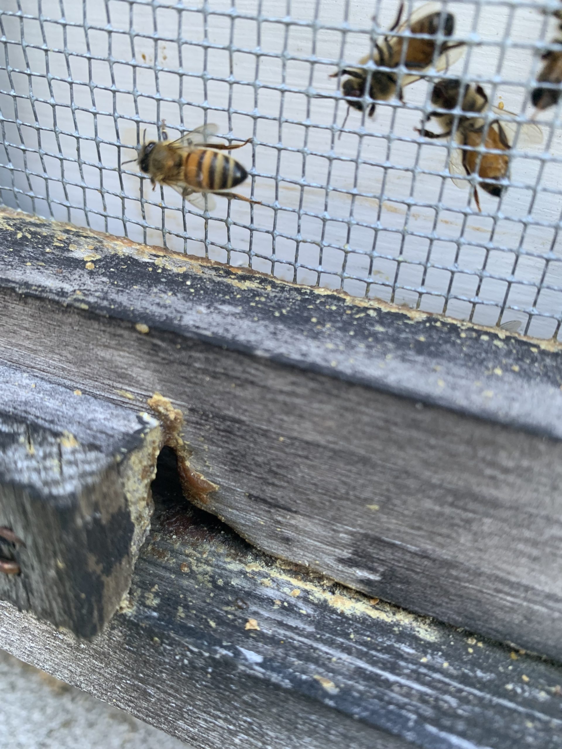 Chewing Bees! – The Bumbling Beekeeper